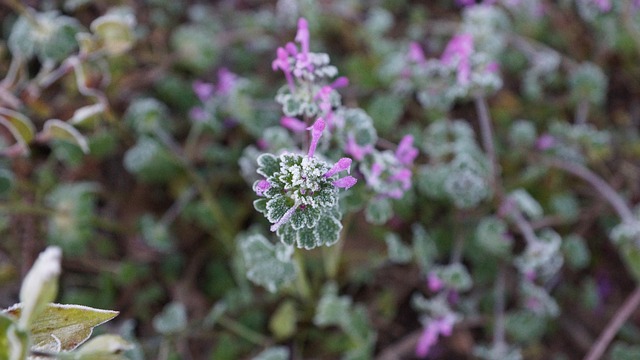 Wild Flower Nature Plant - Free photo on Pixabay - Pixabay
