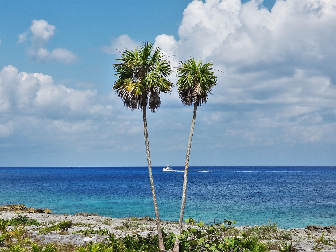 Karibien Handflator Cozumel - Gratis foto på Pixabay - Pixabay