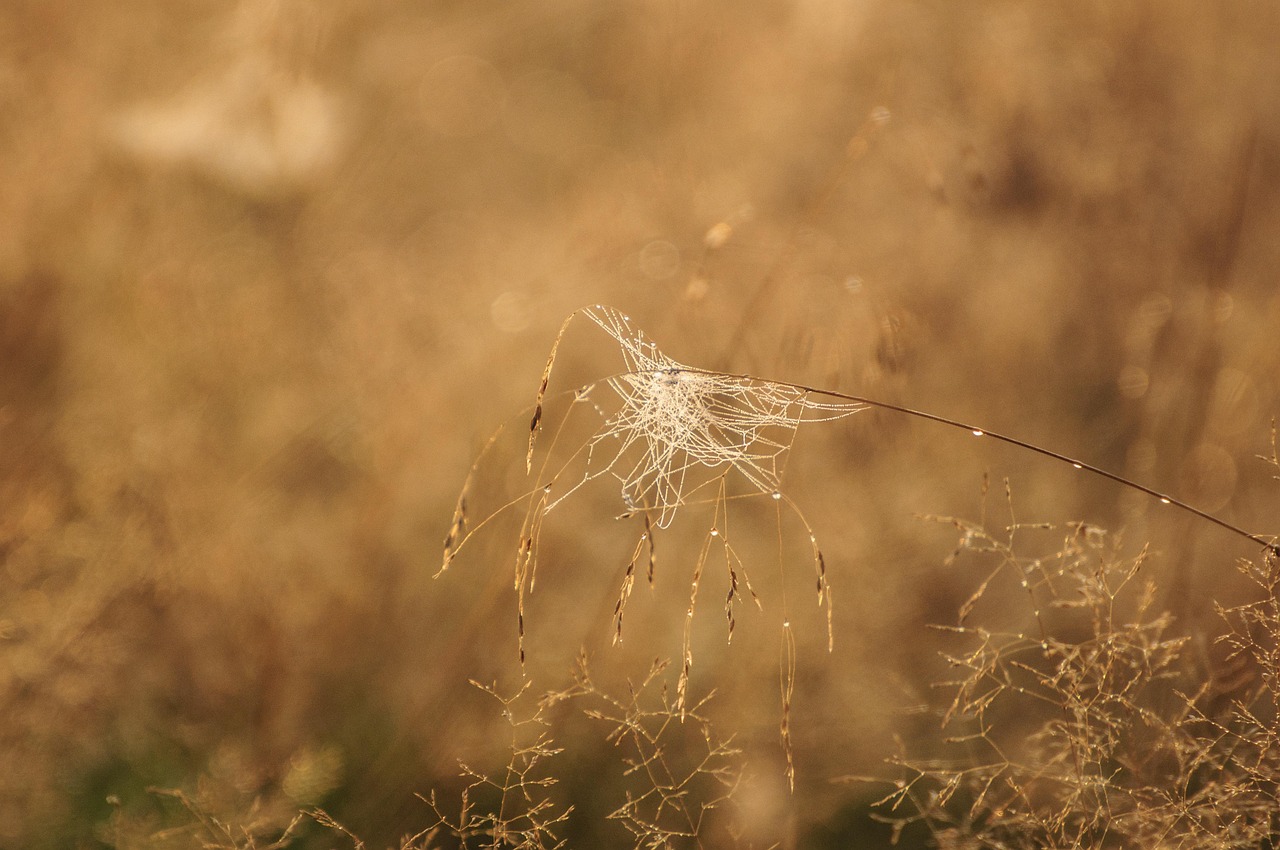 Nature Gazon Matin Toile - Photo gratuite sur Pixabay - Pixabay