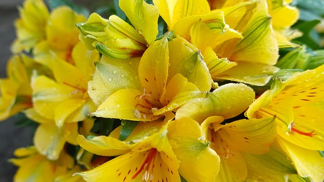 Alstroemeria Colorita Flower - Free photo on Pixabay - Pixabay