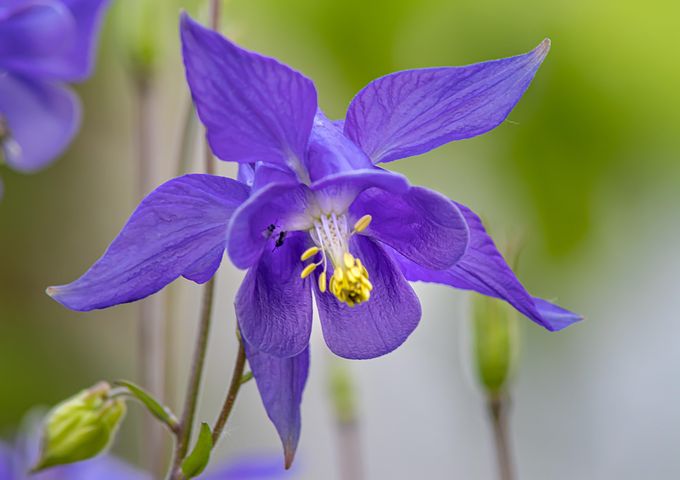 Plus de 400 images de Ancolie et de Fleur - Pixabay