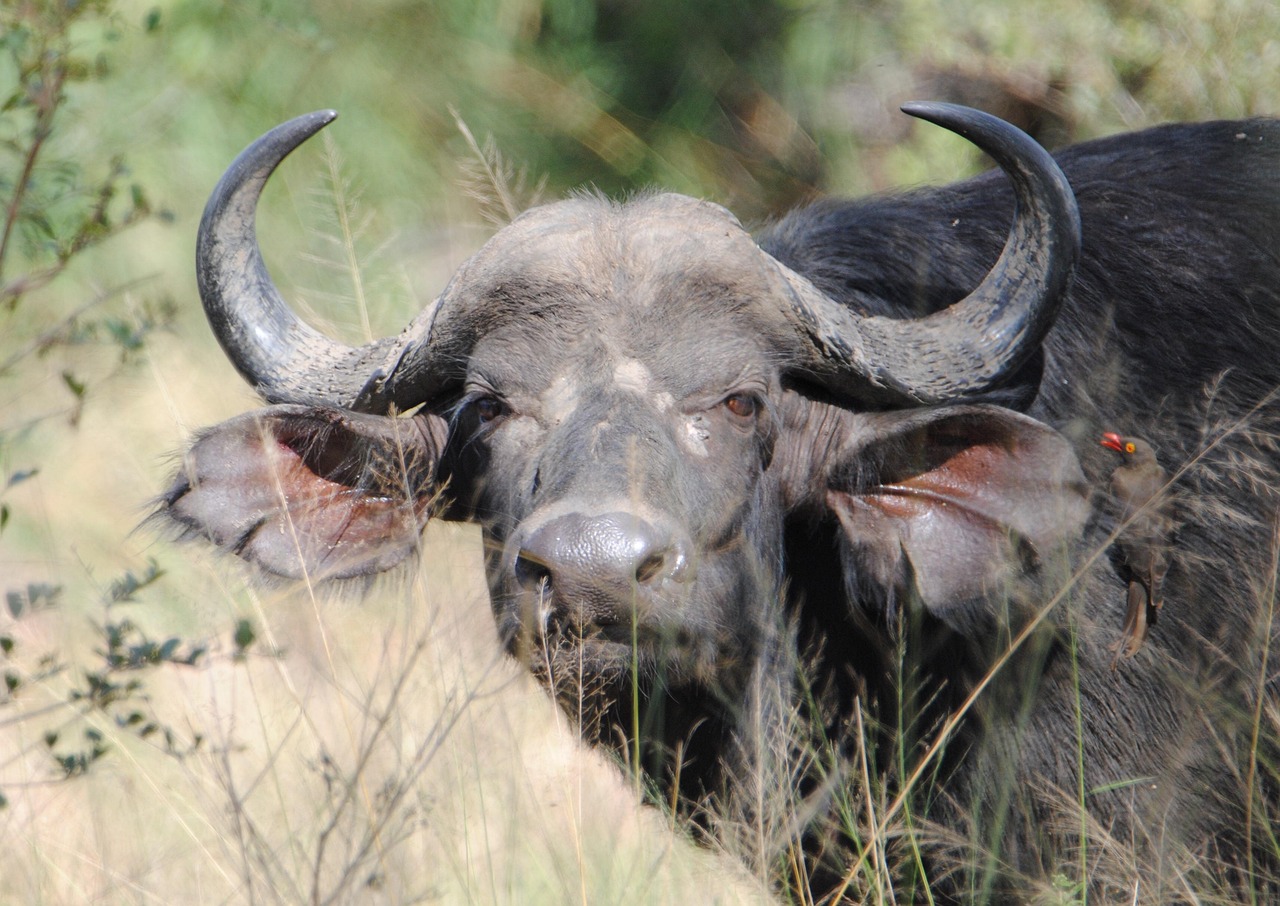 Buffalo Big5 Safari - Free photo on Pixabay