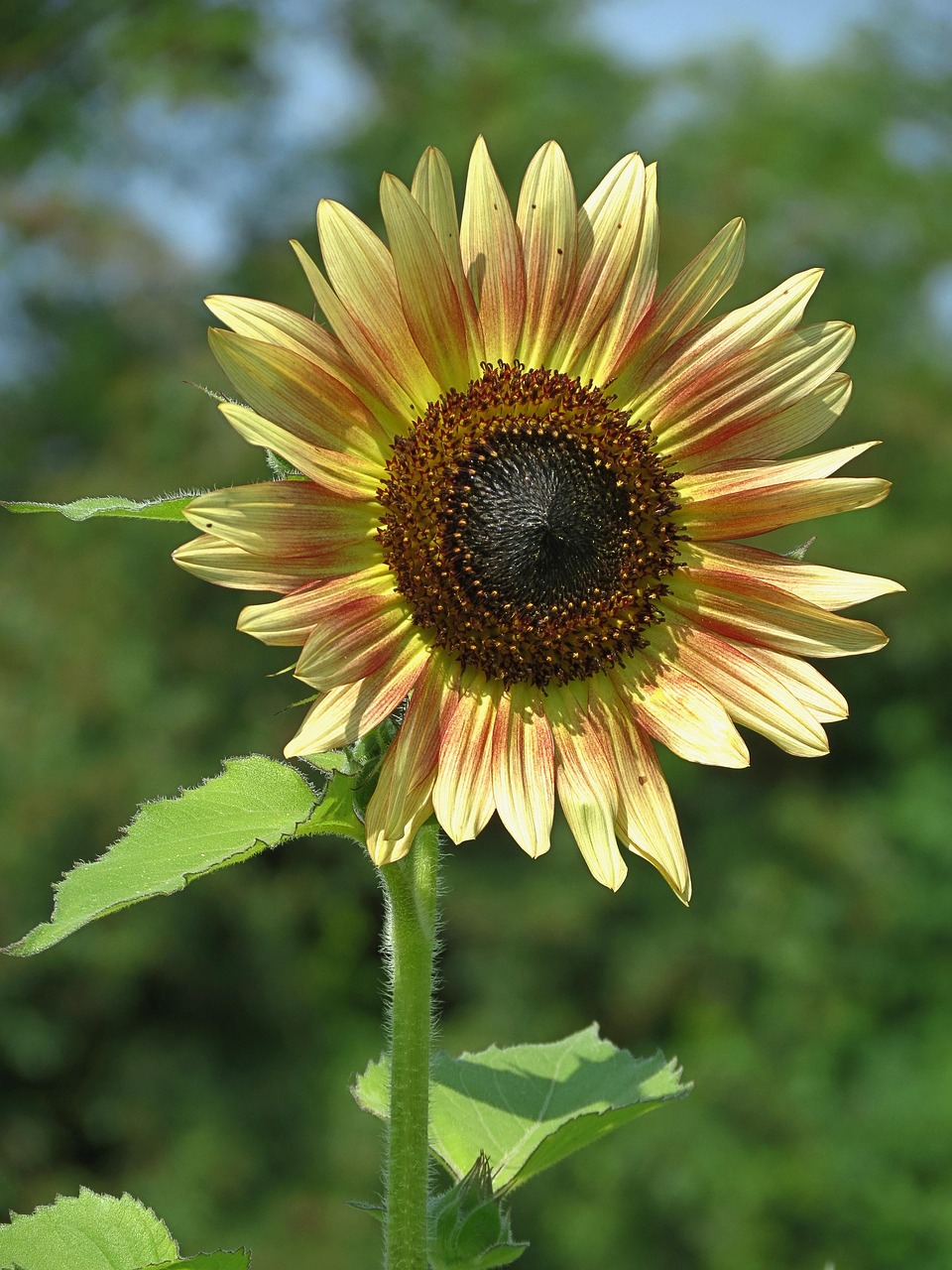 Seeds Sunflower Nature - Free photo on Pixabay