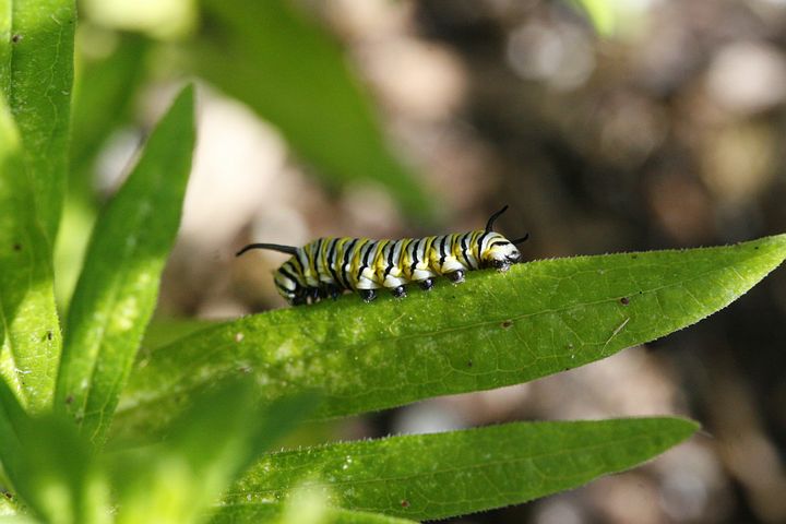 50+ Free Monarch Caterpillar & Caterpillar Images - Pixabay