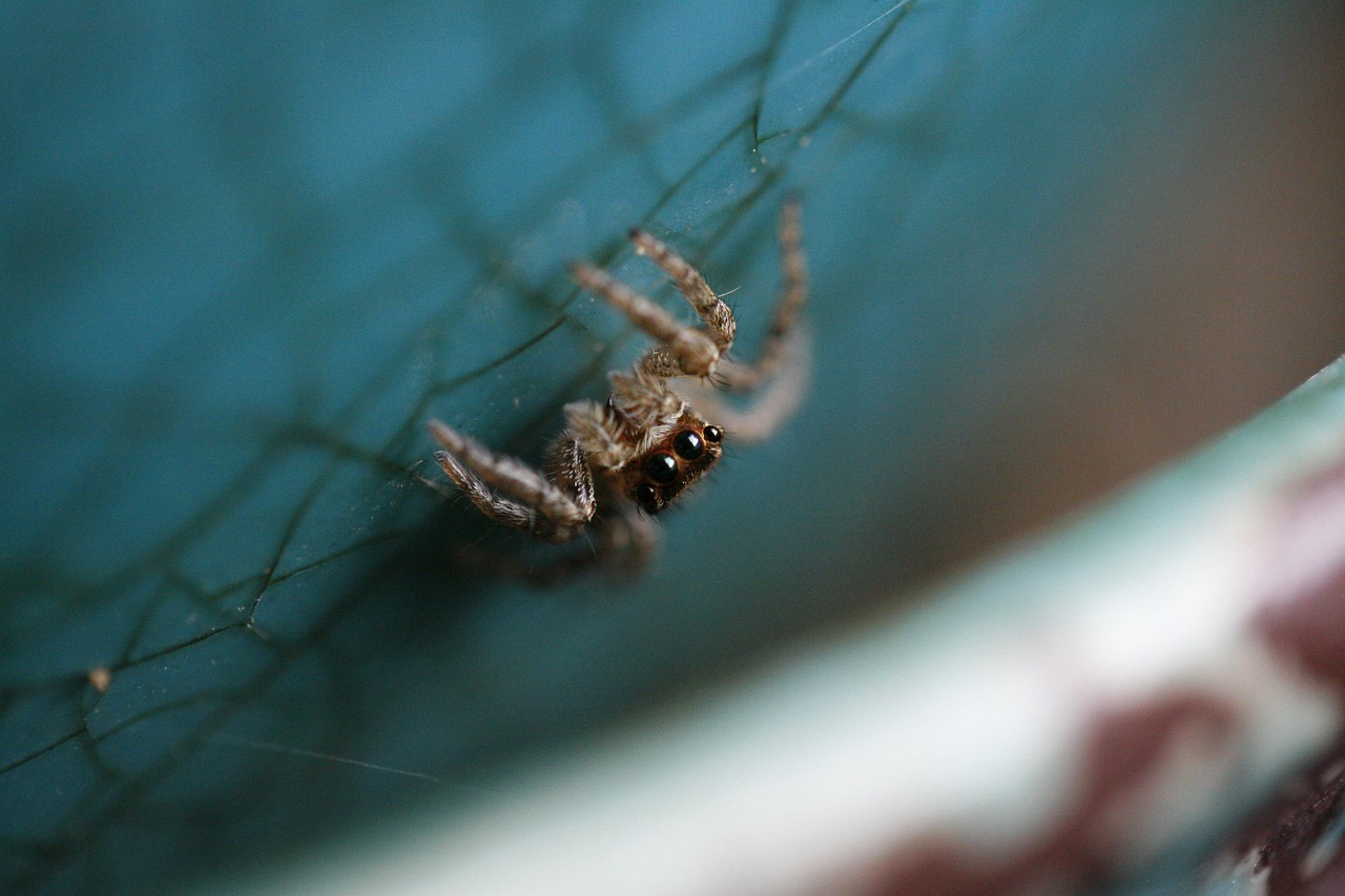 30,000+ Free Cute Spiders & Spider Images - Pixabay