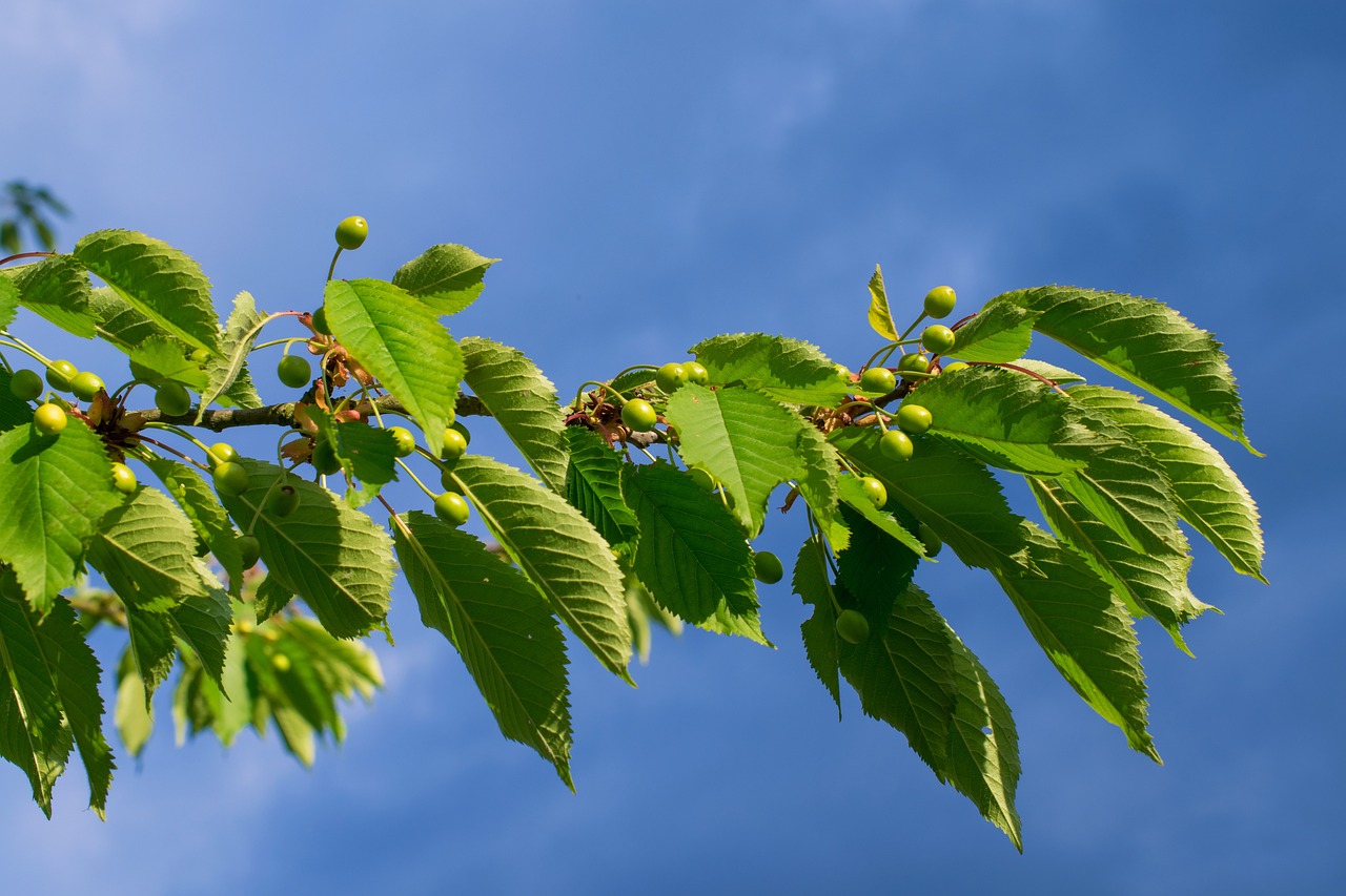 Cerezo Silvestre Verde Cerezas - Foto gratis en Pixabay - Pixabay