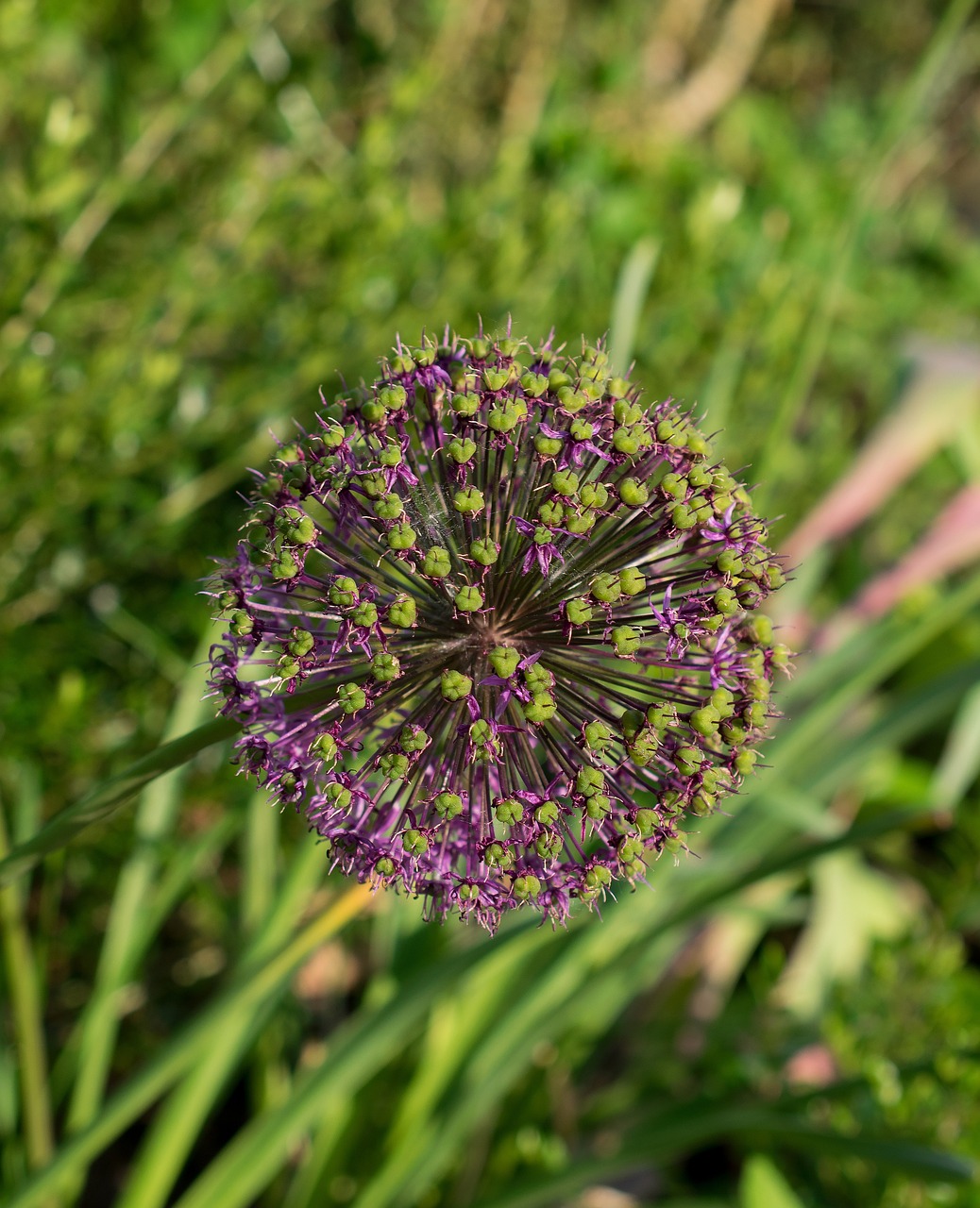 Oignon Ornemental Allium Plante De - Photo gratuite sur Pixabay - Pixabay
