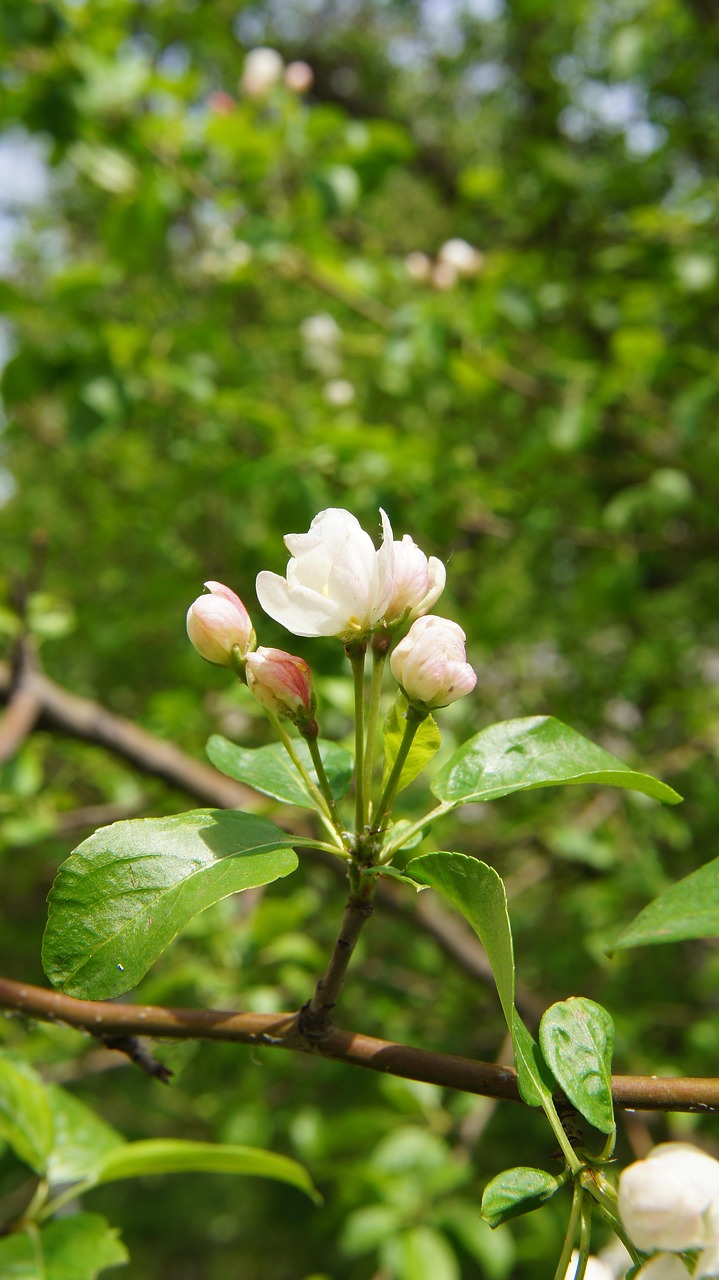 Fleur De Pommier Buisson - Photo gratuite sur Pixabay - Pixabay