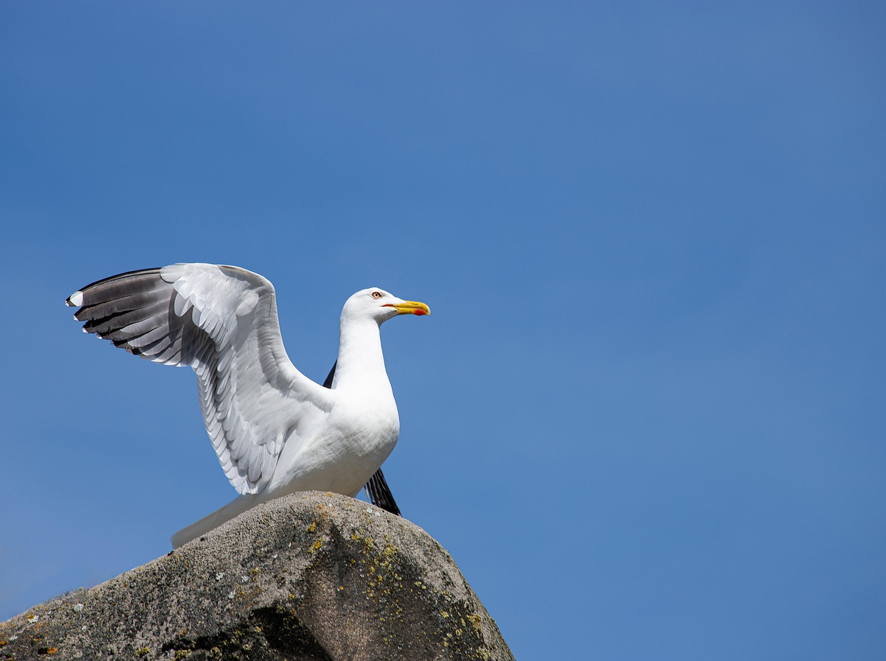 Gull Bird Animal - Free photo on Pixabay