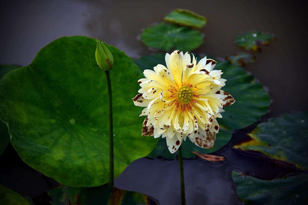 Flor De Lotus Vermelho Bonito - Foto gratuita no Pixabay - Pixabay
