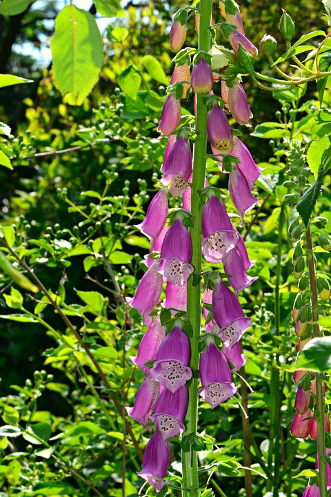 Foxglove Flower Plant Bell - Free photo on Pixabay - Pixabay