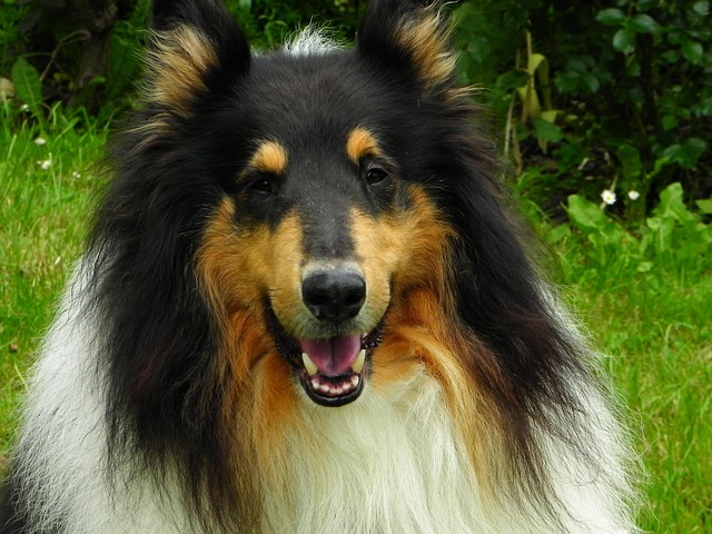Colley Chien Animal - Photo gratuite sur Pixabay - Pixabay