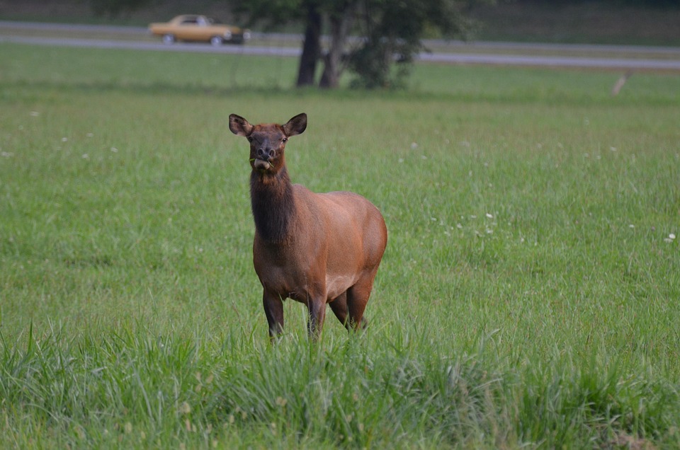 Momentum Bull Mammal - Free photo on Pixabay - Pixabay