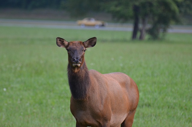 Momentum Bull Mammal - Free photo on Pixabay