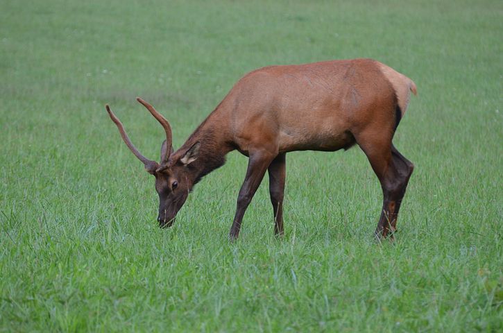 90+ Free Bull Forest & Forest Images - Pixabay