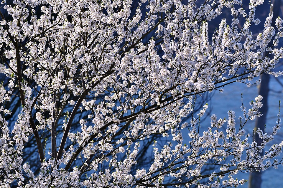 Blossom Spring Flowers - Free photo on Pixabay