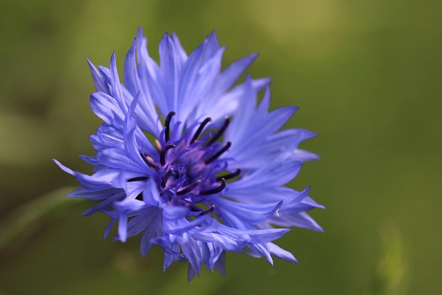 Flower Close Up Macro - Free photo on Pixabay