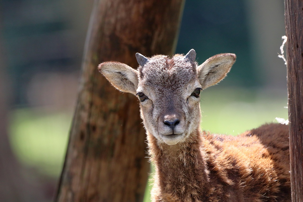 Damm Salvaje Mamífero - Foto gratis en Pixabay - Pixabay