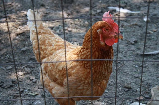Poule Poulet Animal La - Photo gratuite sur Pixabay - Pixabay