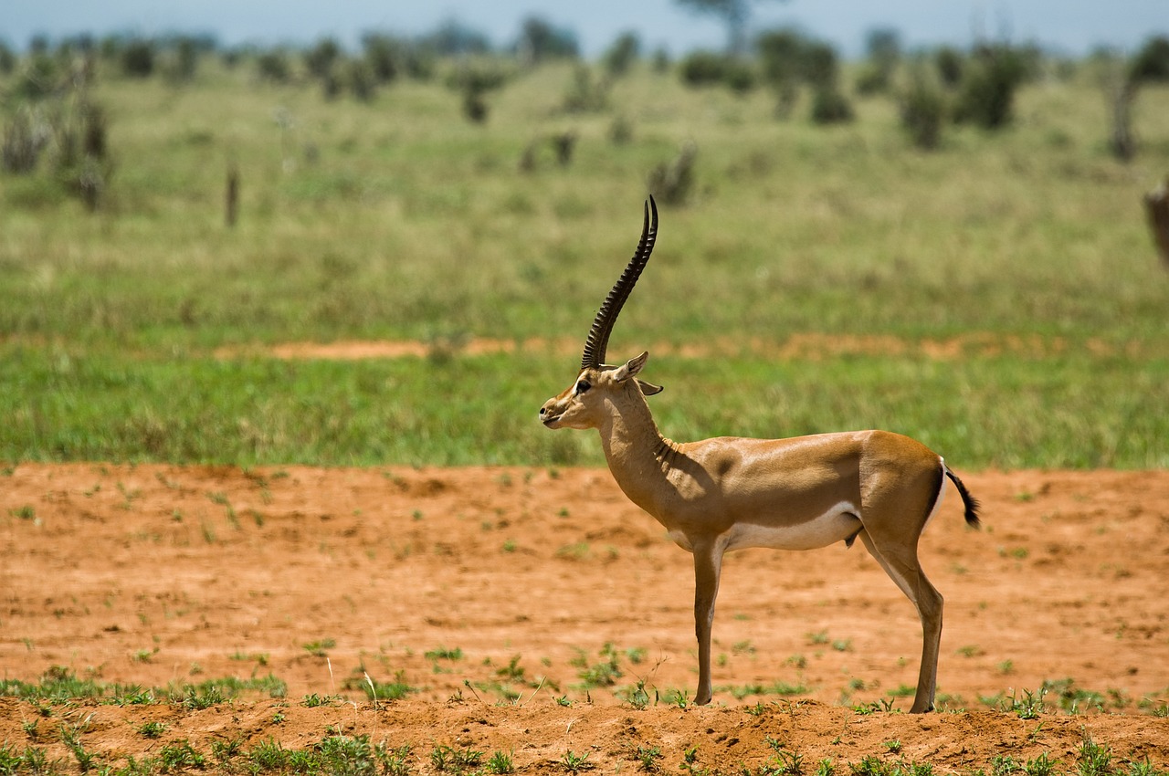 300+ Free Gazelle & Impala Images - Pixabay