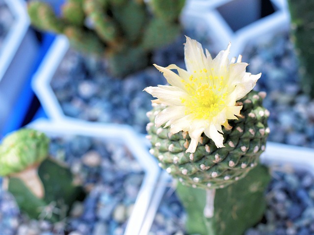Flor De Cactus Naturaleza - Foto gratis en Pixabay - Pixabay