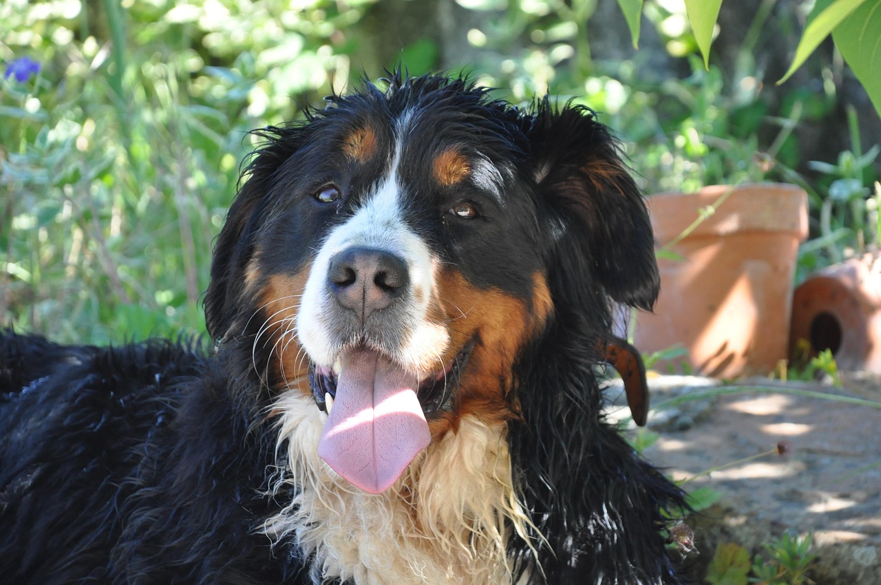 Perro De Montaña Bernese - Foto gratis en Pixabay - Pixabay