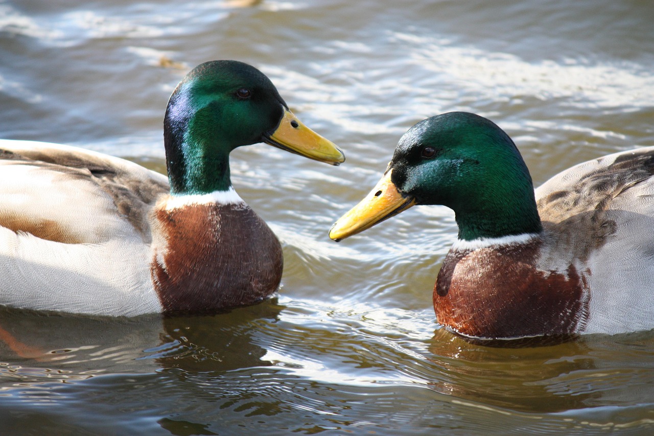 Canard Colvert Animal - Photo gratuite sur Pixabay - Pixabay