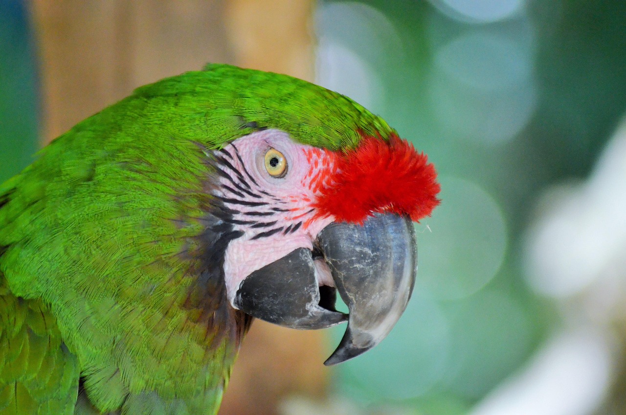 Green Macaw Bird Parrot - Free photo on Pixabay