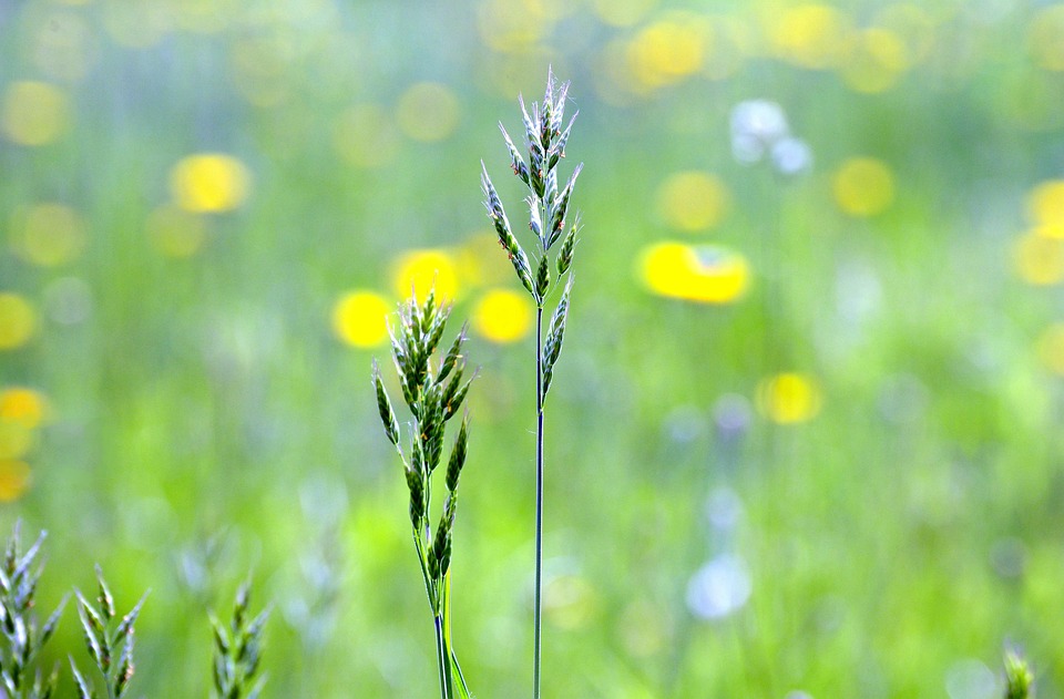 Grasses Meadow Summer - Free photo on Pixabay