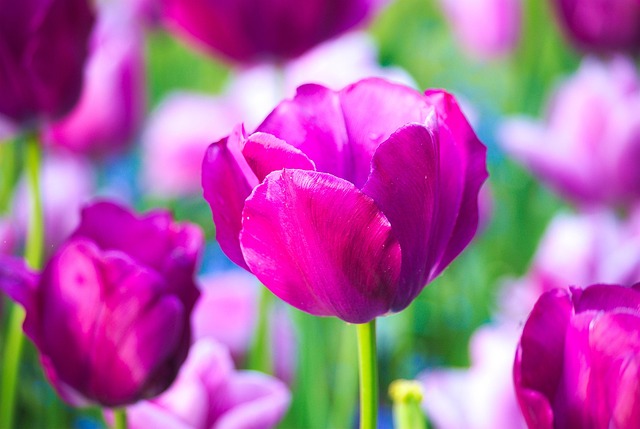 Tulipe Mauve Le Printemps - Photo gratuite sur Pixabay