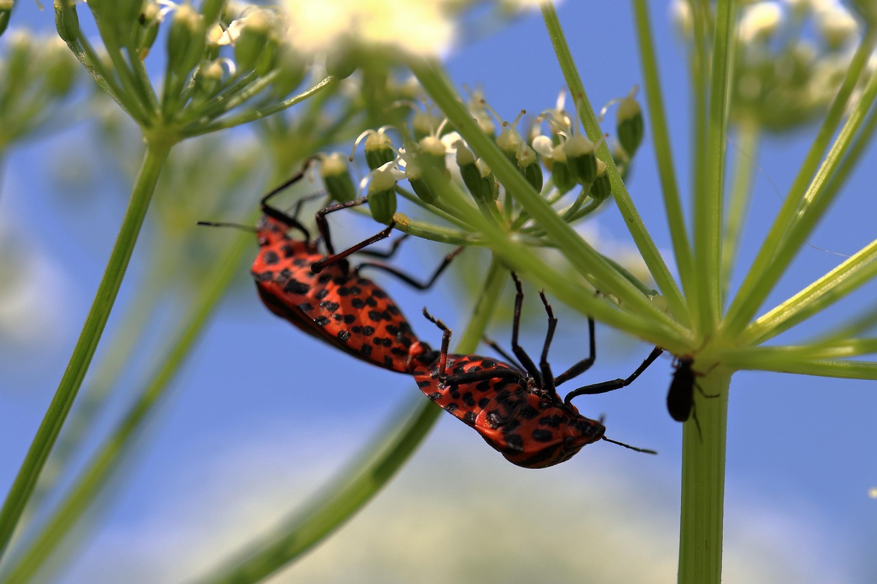 Animal Insecte Macro - Photo gratuite sur Pixabay - Pixabay