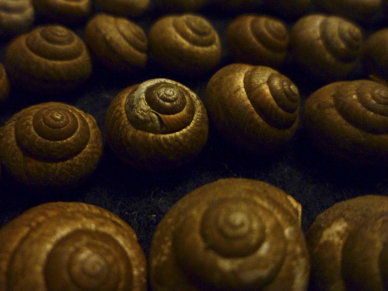 Caramujos Concha De Caracol - Foto gratuita no Pixabay - Pixabay