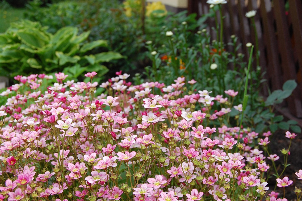 Flores Jardim Primavera - Foto gratuita no Pixabay - Pixabay