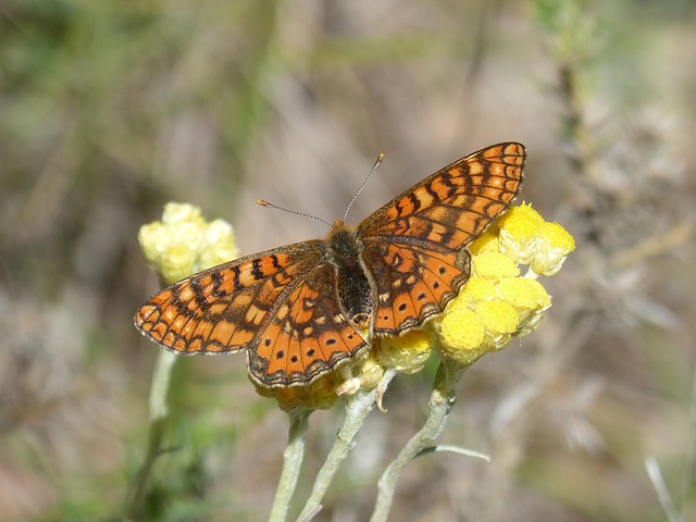 Papillon Fleur Sucer Euphydryas - Photo gratuite sur Pixabay - Pixabay