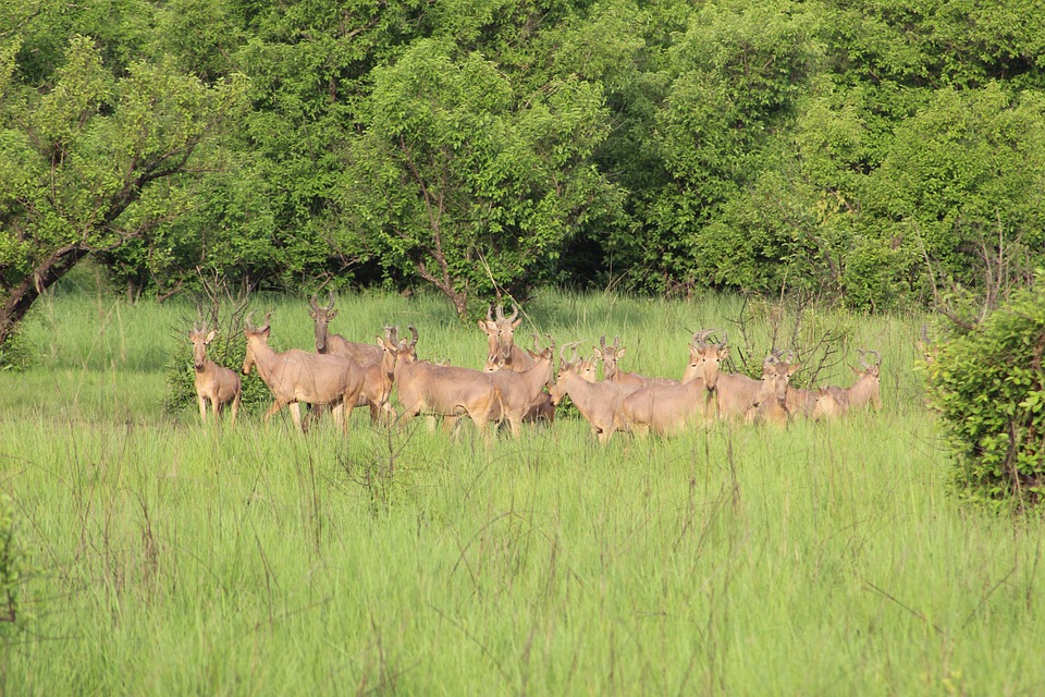 Water Buck Ghana Safari - Free photo on Pixabay - Pixabay