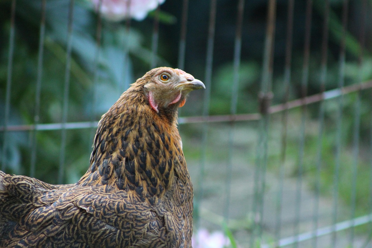 Chicken Hen Poultry Free - Free photo on Pixabay - Pixabay