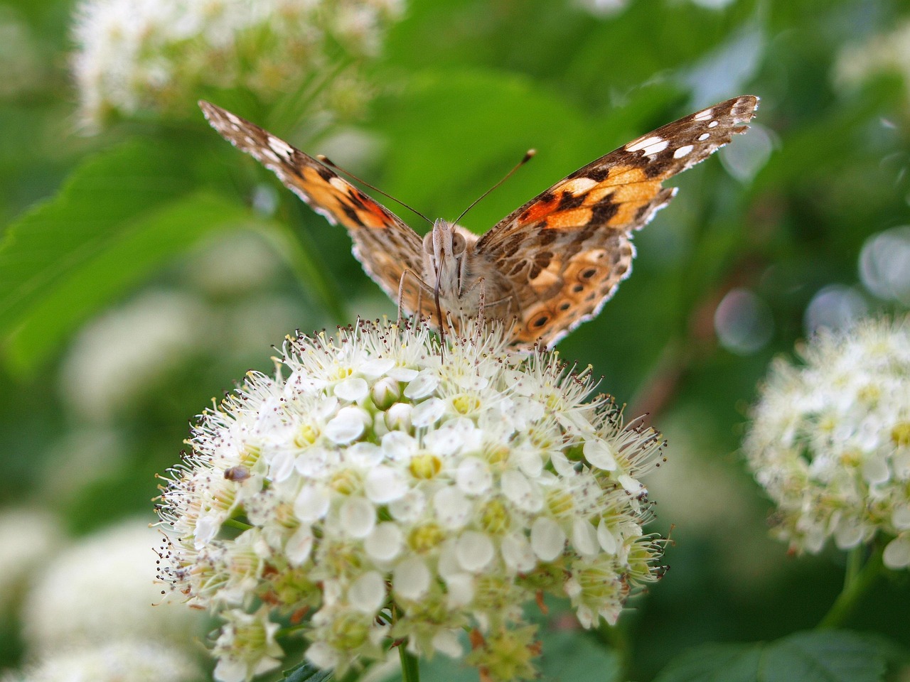 Vanessa Cardui Butterfly Nature - Free photo on Pixabay - Pixabay