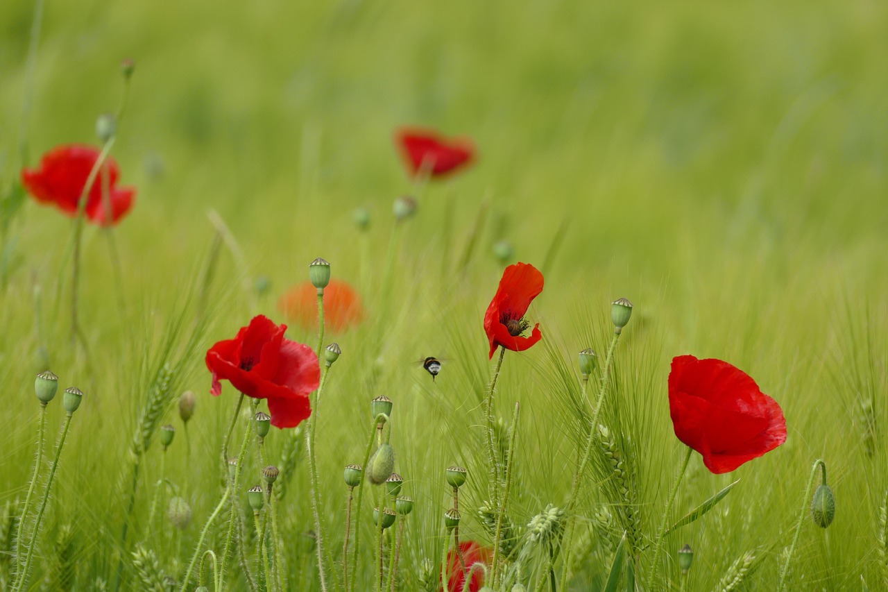 Klaprozen Velden Prairie - Gratis foto op Pixabay - Pixabay