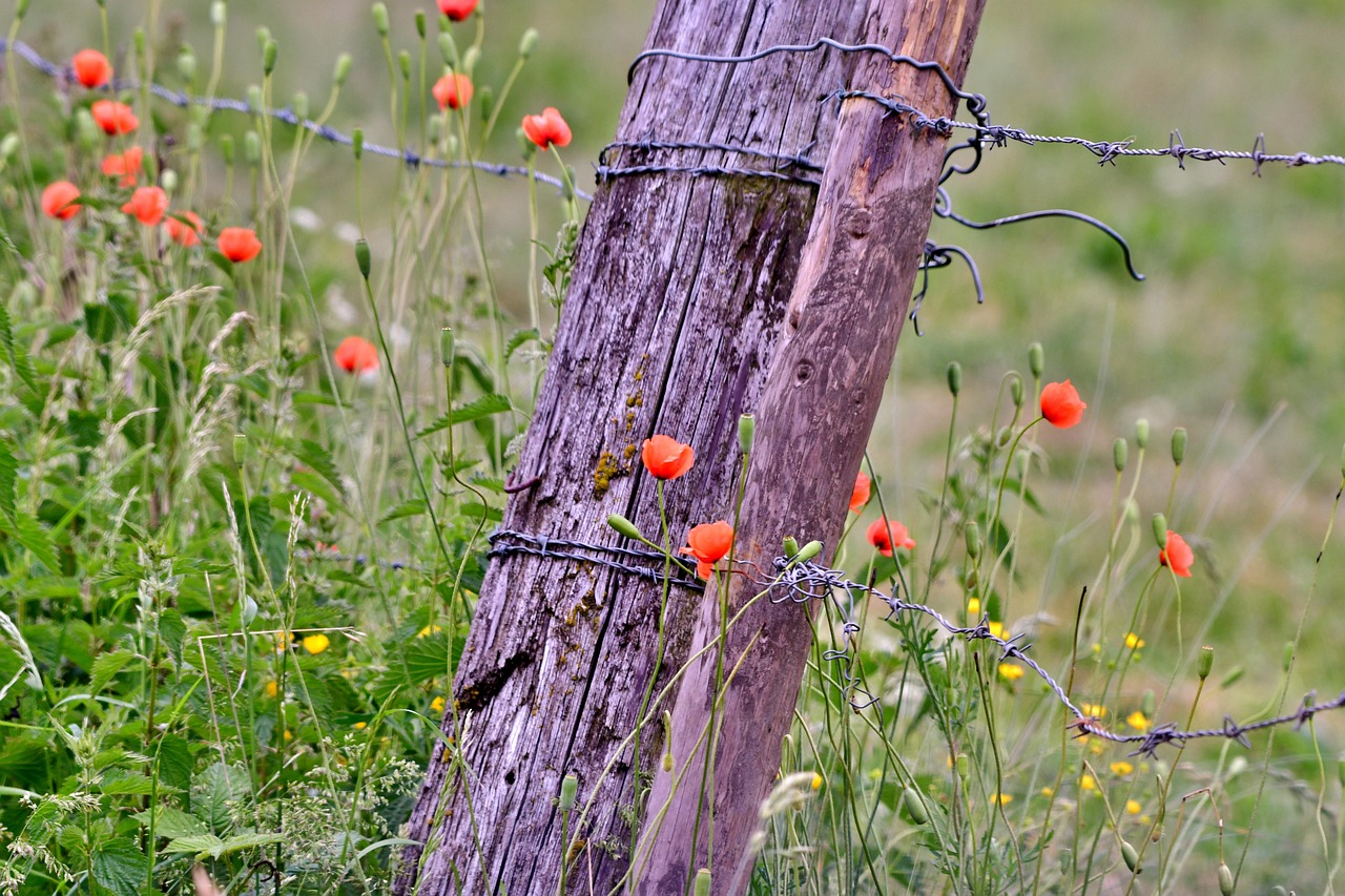 Poppies Fence Barbed Wire - Free photo on Pixabay - Pixabay