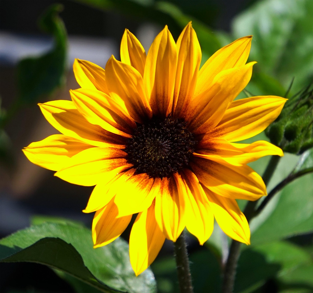 10,000+ Free Sunflowers & Nature Images - Pixabay