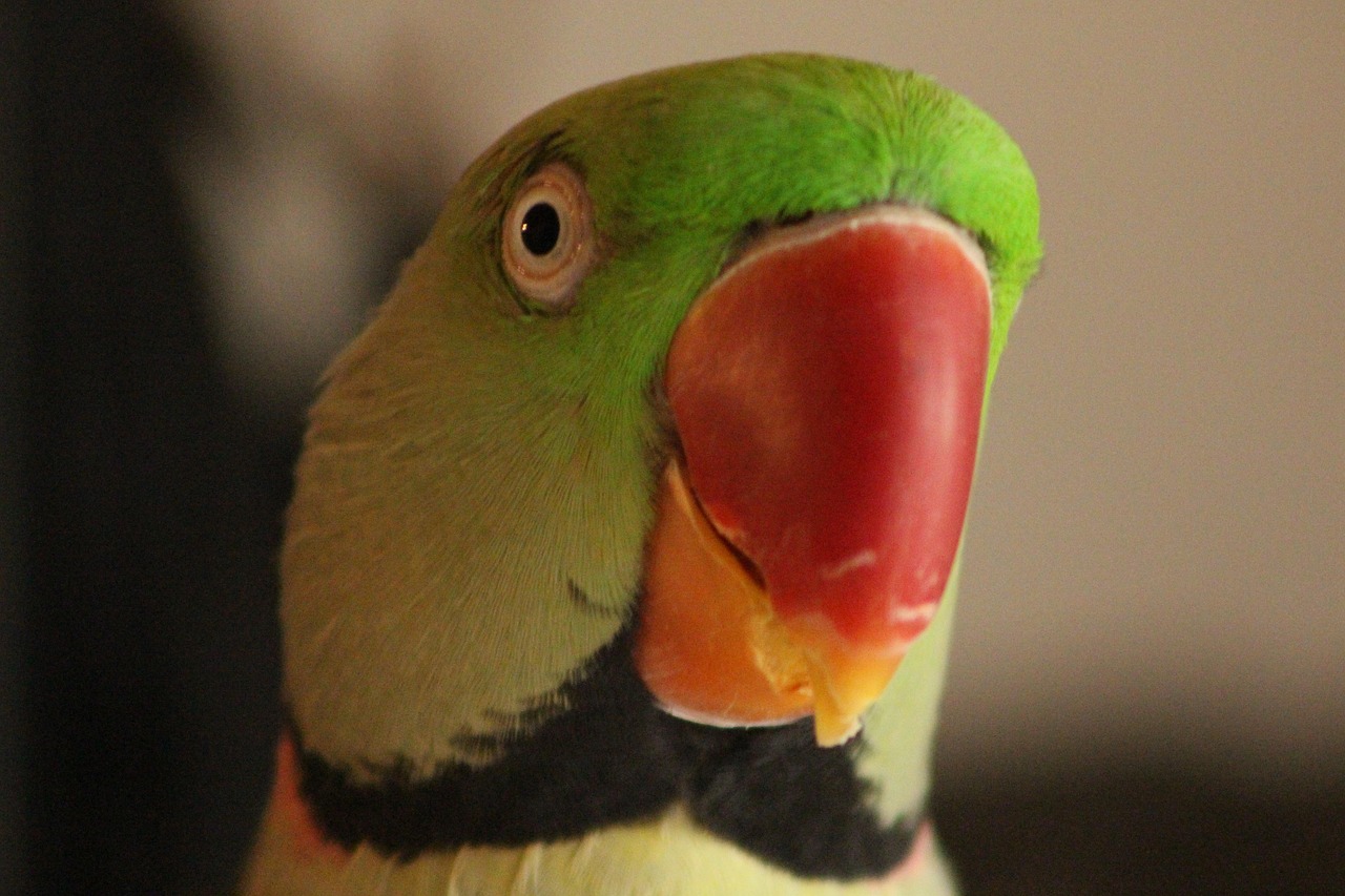 Parrot Bird Green - Free photo on Pixabay - Pixabay
