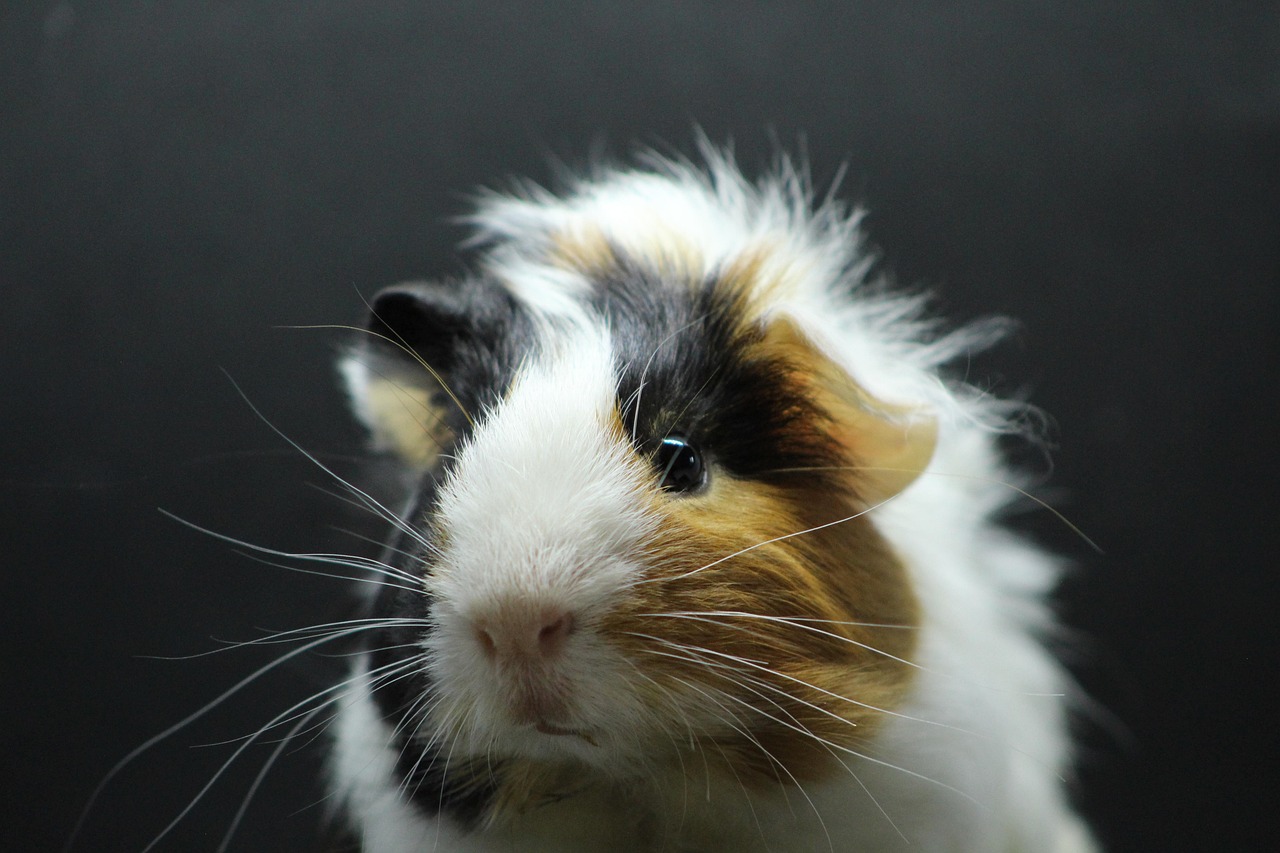 Meerschwein Piel Animal Conejillo - Foto gratis en Pixabay - Pixabay