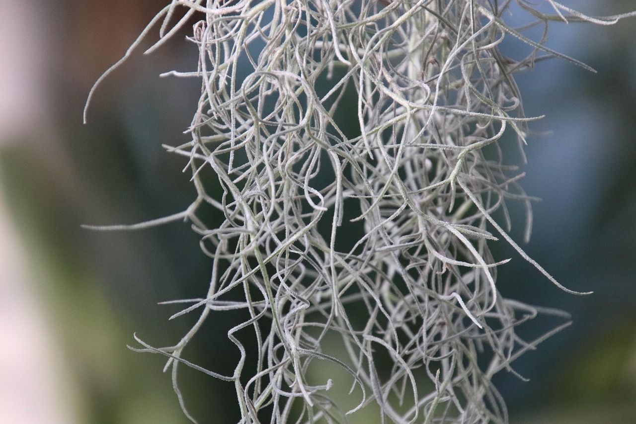 Planta Epifita Tillandsia Botánico - Foto gratis en Pixabay