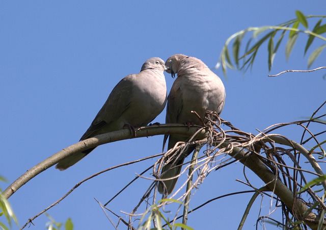 Doves Couple Love - Free photo on Pixabay - Pixabay