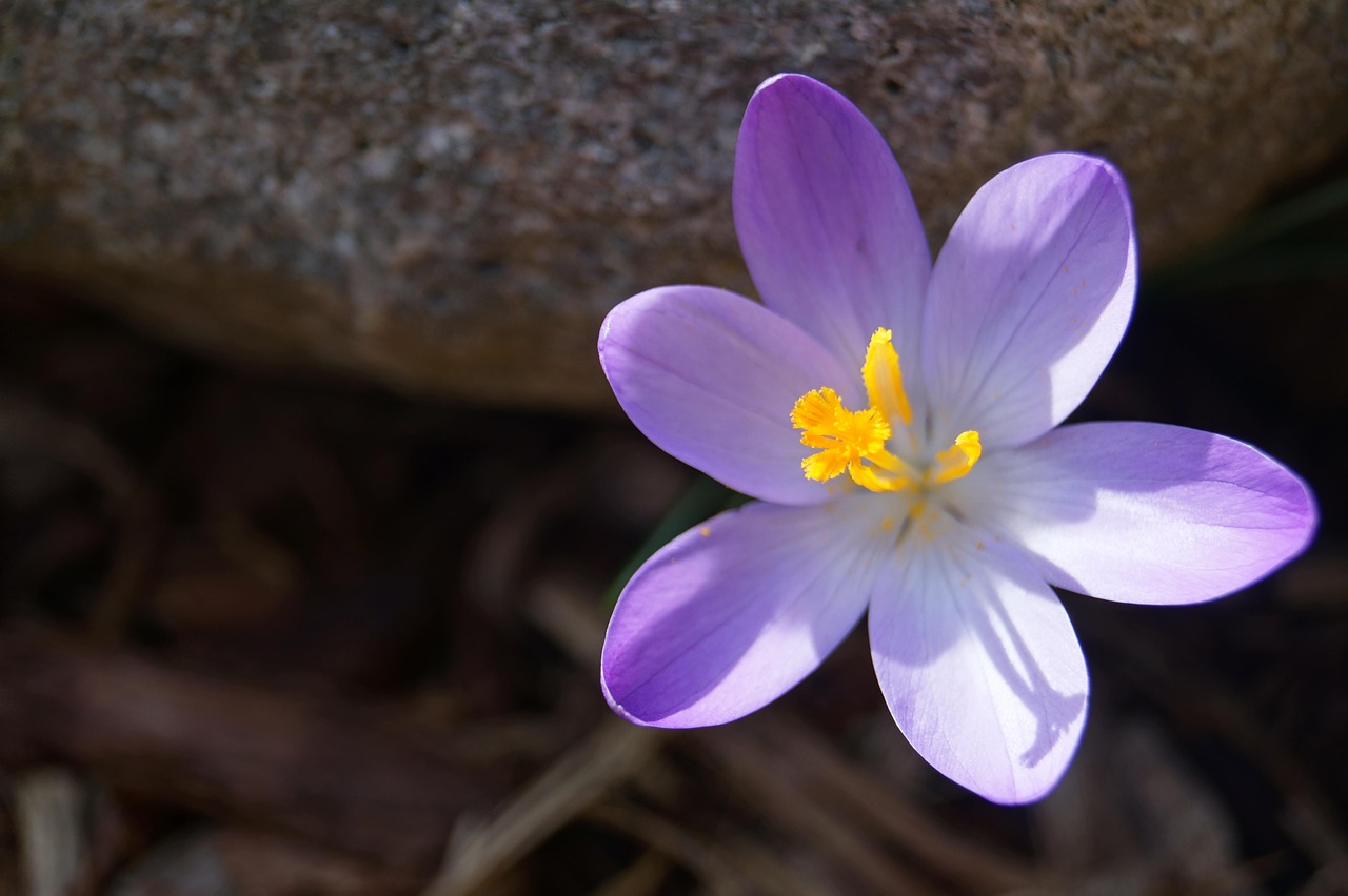 Blume Bilder Download