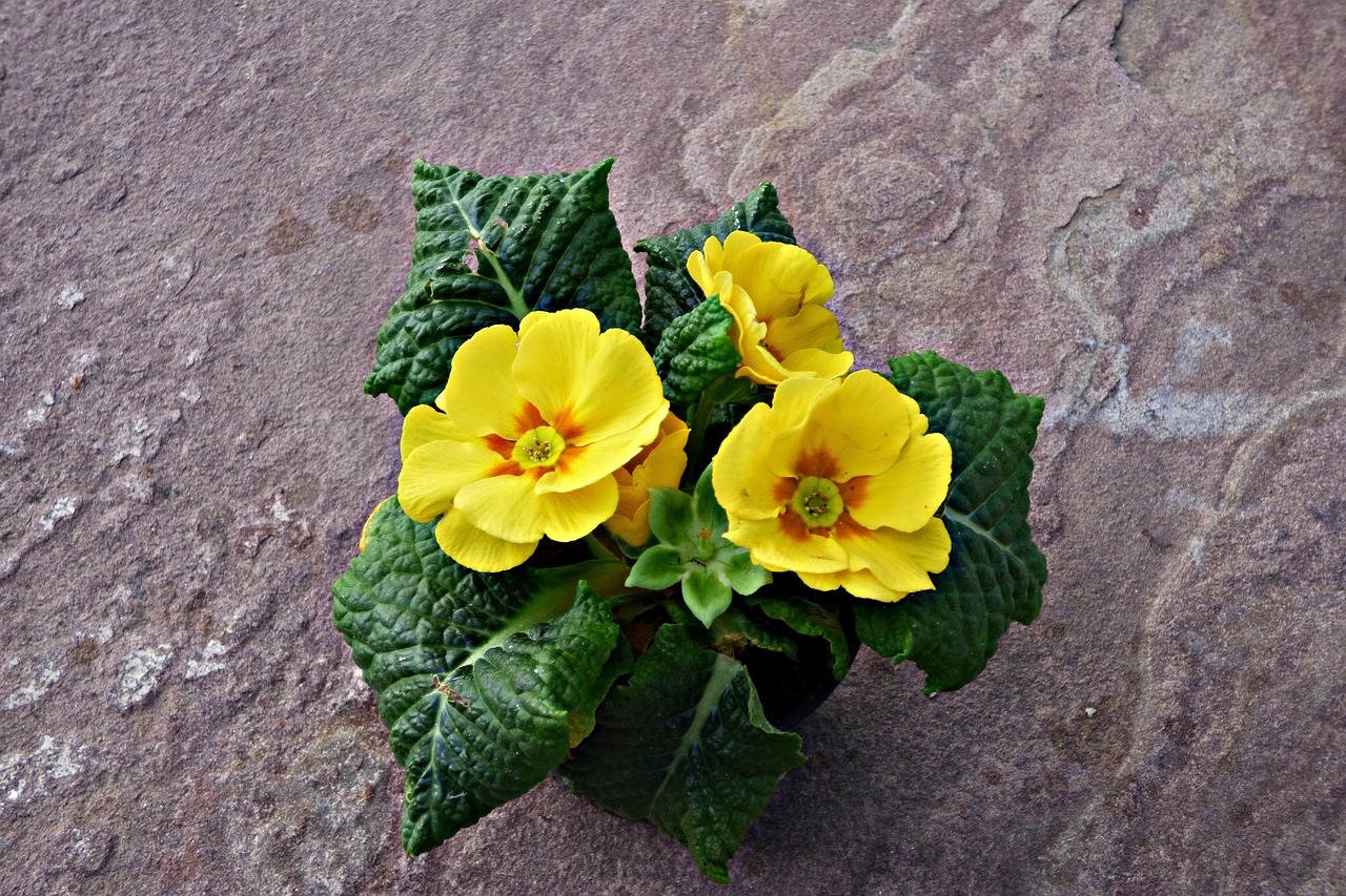 Fleurs Jaune Sol Le - Photo gratuite sur Pixabay