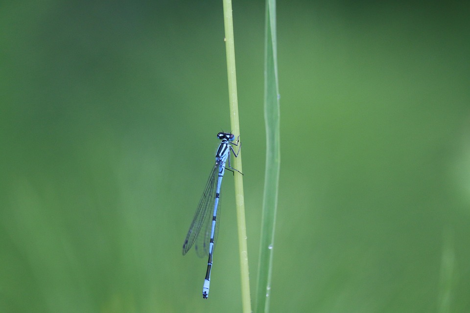 Odonate Libelle Insekten - Kostenloses Foto auf Pixabay - Pixabay