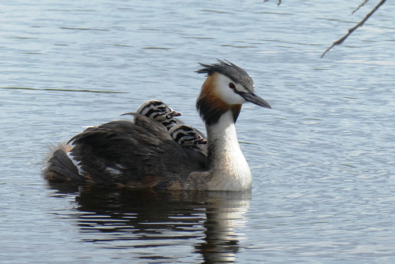 Great-Crested Grebe And Young - Free photo on Pixabay - Pixabay