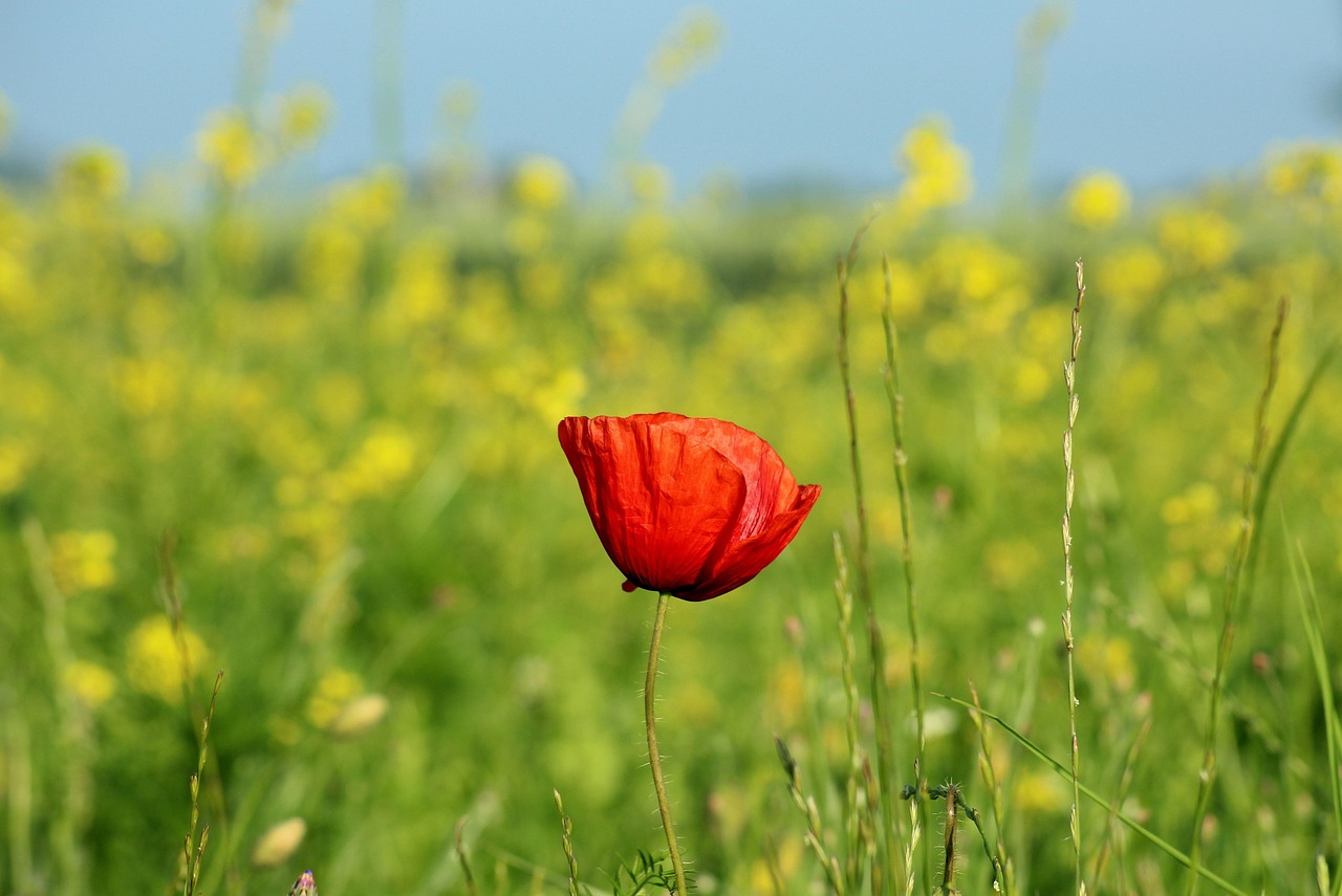 Meer dan 400 gratis afbeeldingen van Veldbloemen en Natuur - Pixabay