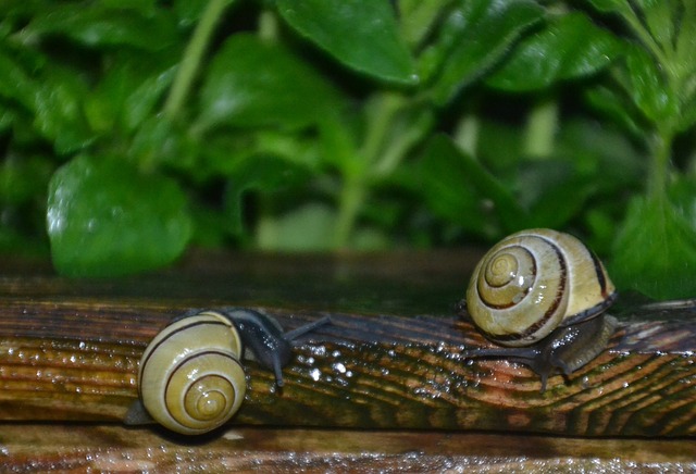 Snail Banded Black - Free photo on Pixabay - Pixabay